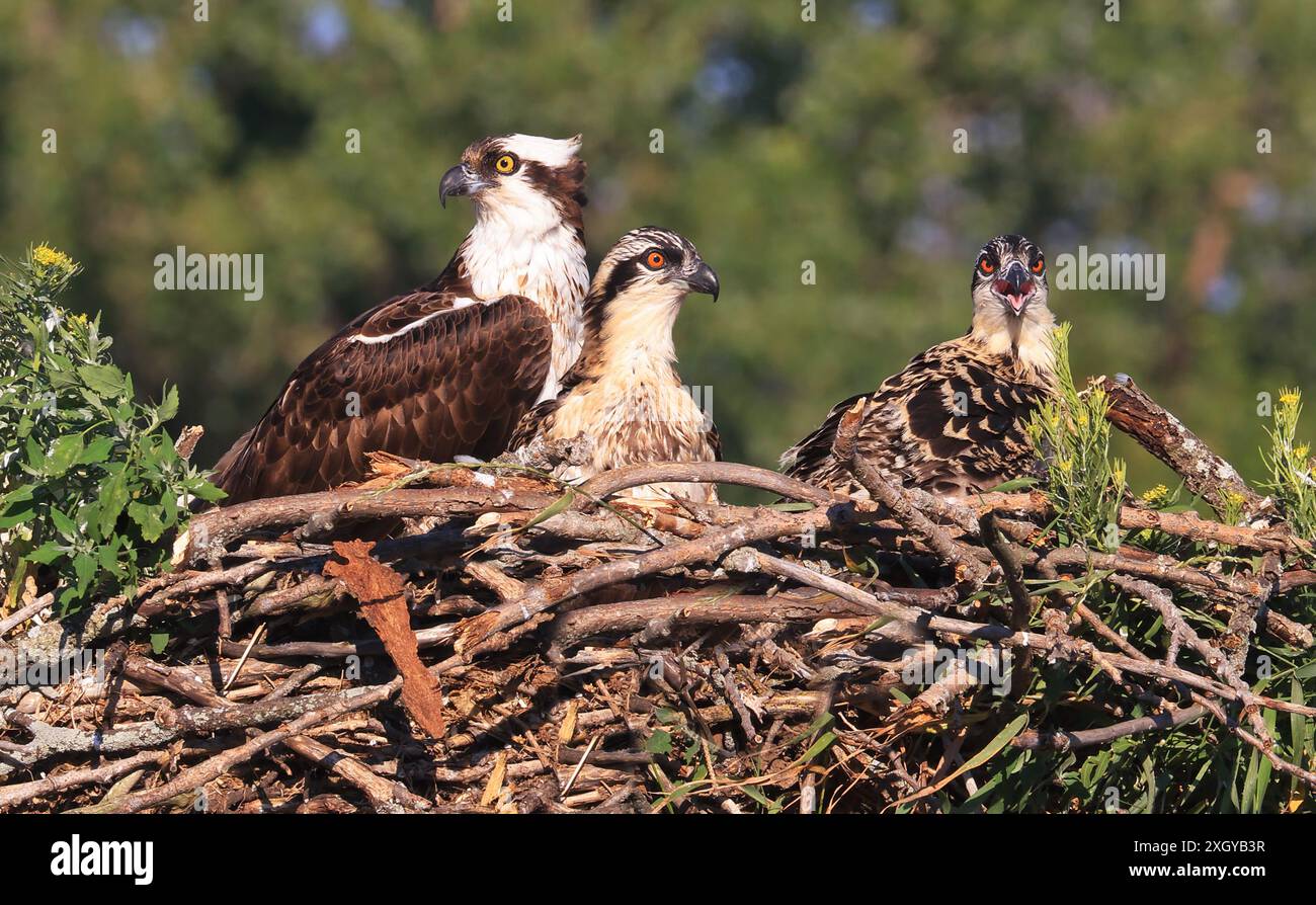Osprey family into the nest, Quebec, Canada Stock Photo - Alamy