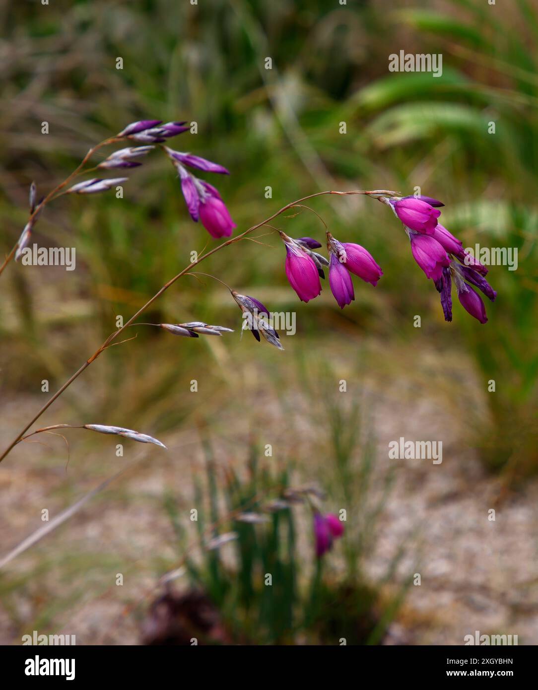Nodding rose-purple flower of the evergreen perennial garden plant ...