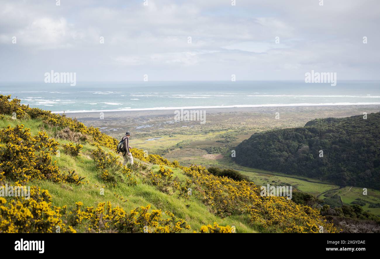 Man walking on Omanawanui track. Whatipu Beach in the distance ...
