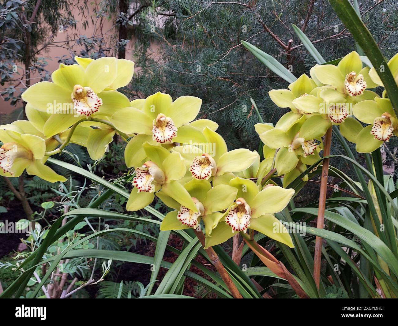 Exotic orchids hi-res stock photography and images - Alamy