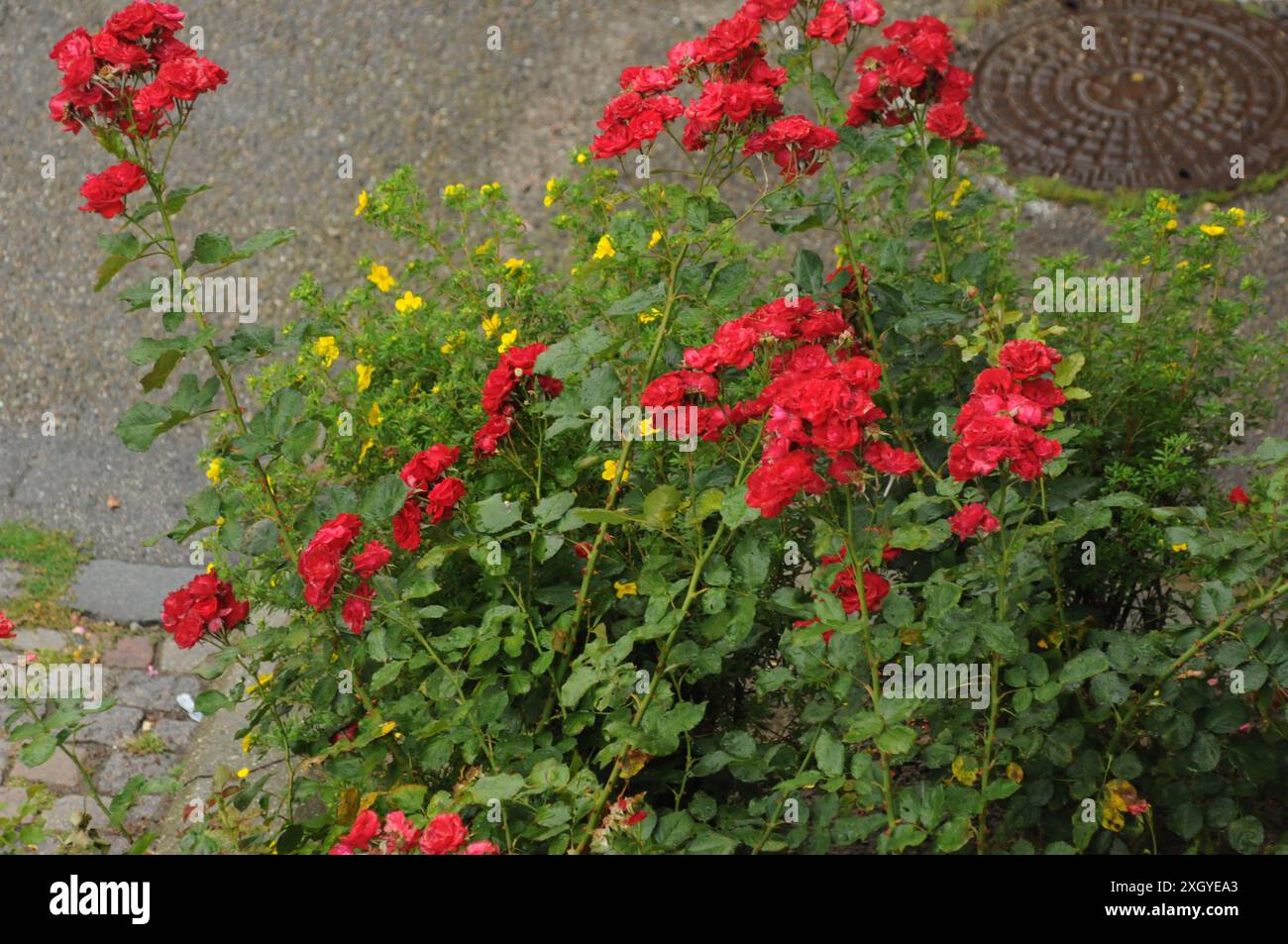 Copenhagen/ Denmark/11 july 2024/Fade and dry rose flowers in danish ...