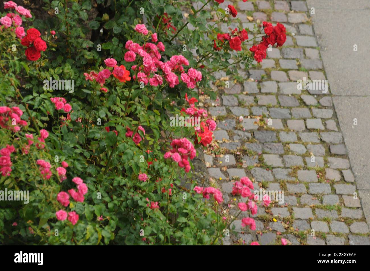 Copenhagen/ Denmark/11 july 2024/Fade and dry rose flowers in danish ...