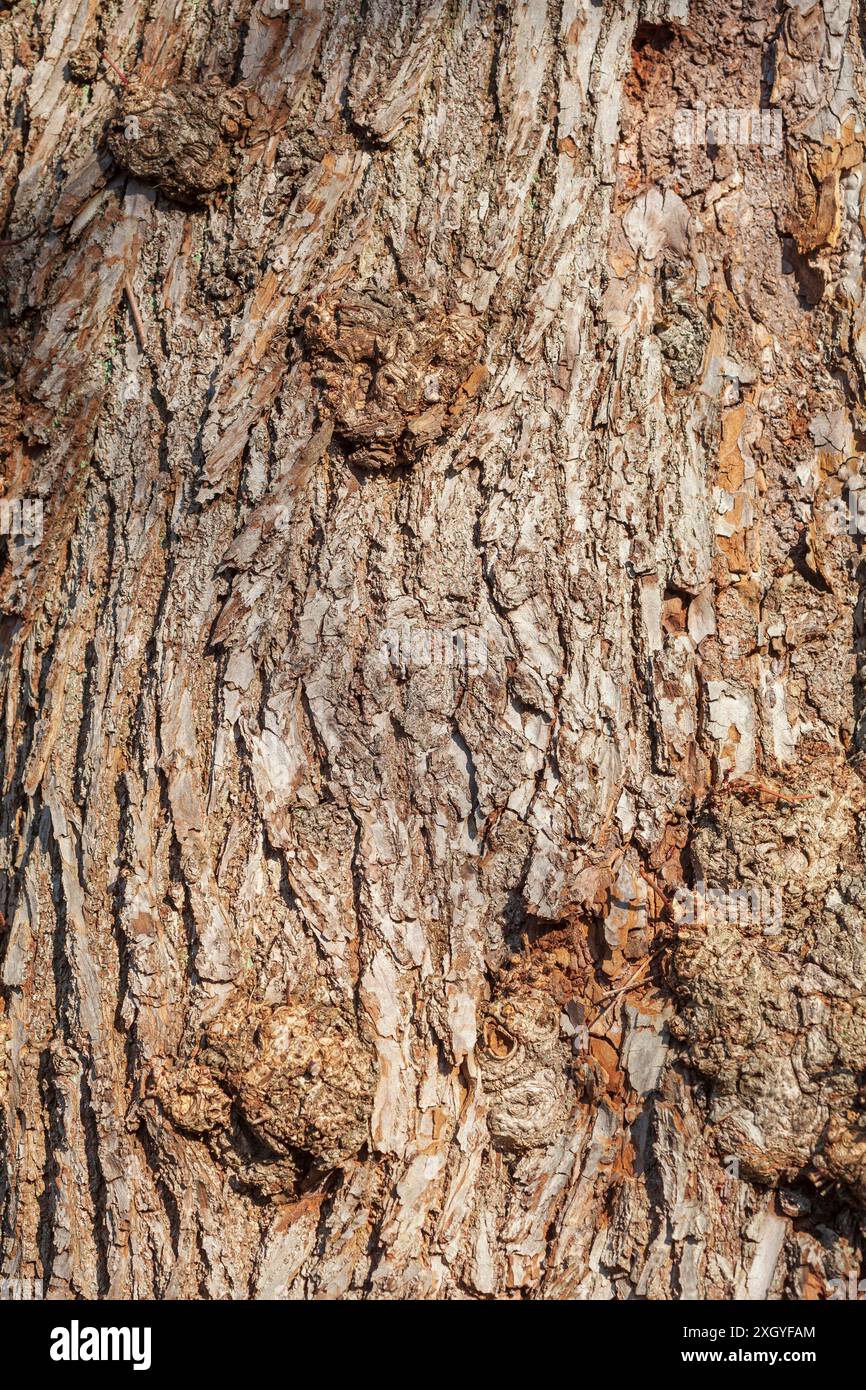 Brown tree bark with burls, bark, wood texture, background, Germany ...