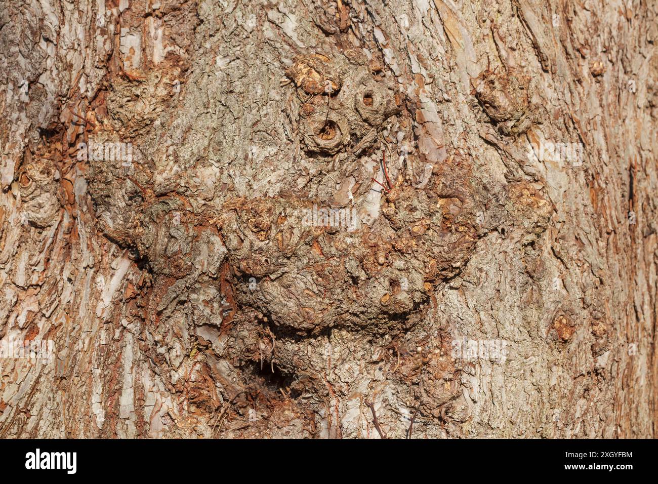 Brown tree bark with burls, bark, wood texture, background, Germany ...