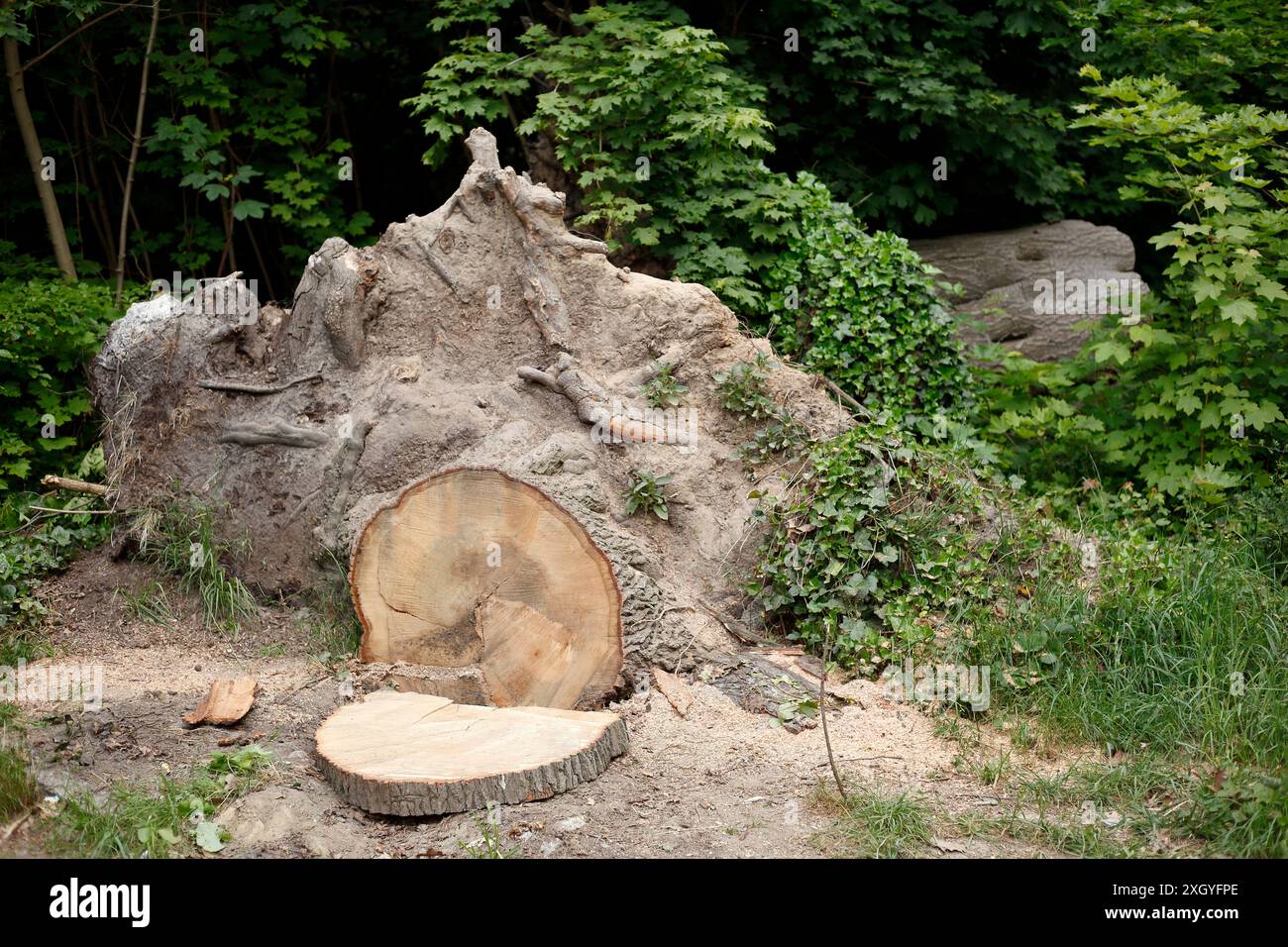 Deadwood, old, gnarled tree stump with tree roots in the forest ...