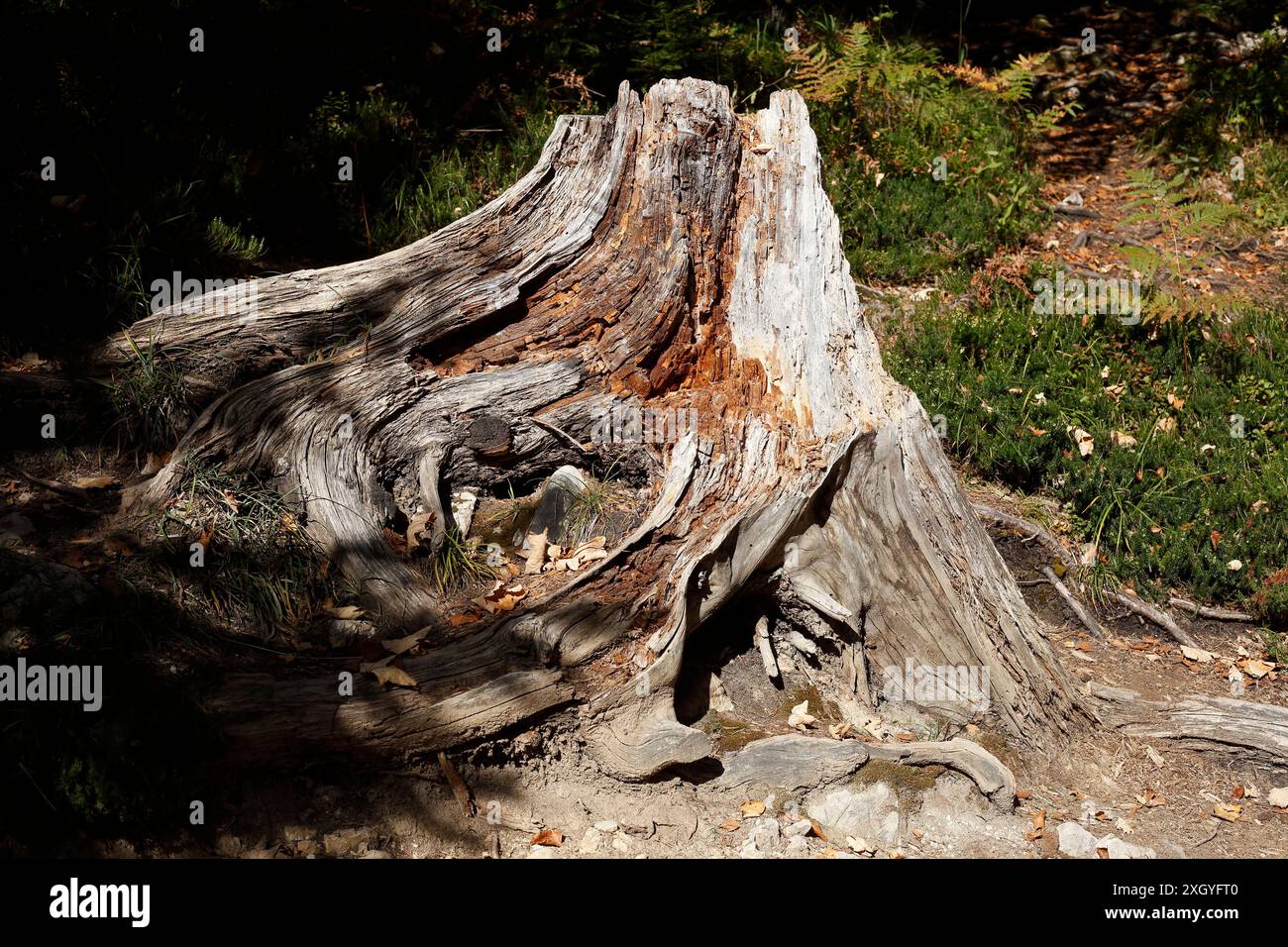 Stump germany hi-res stock photography and images - Alamy