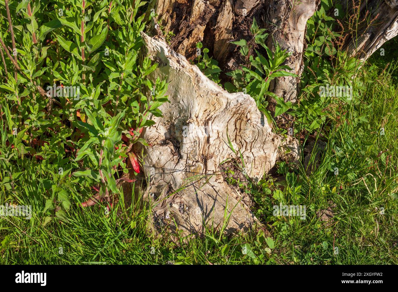 Gnarled tree stump hi-res stock photography and images - Alamy