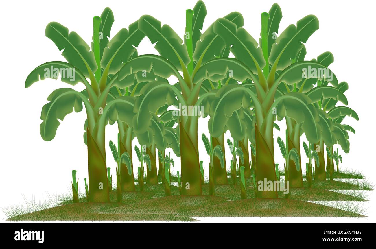 illustration of banana tree garden vector design Stock Vector Image ...