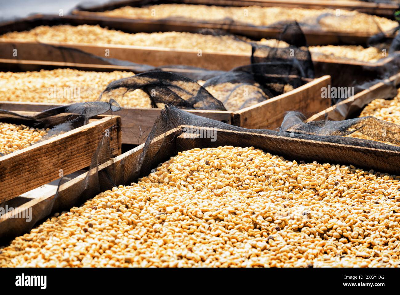Fresh crop of coffee beans drying in the sun on wooden pallets Stock ...
