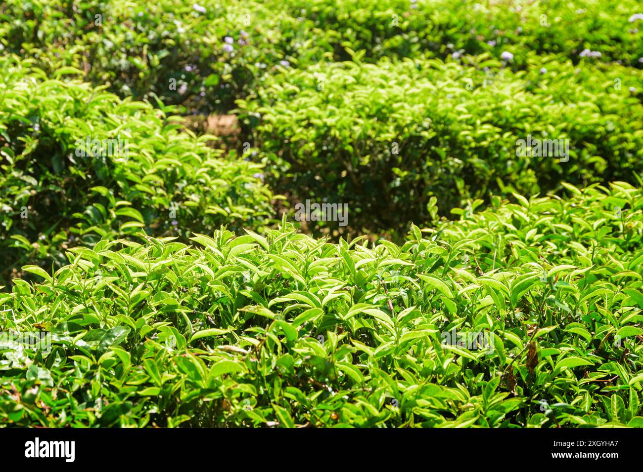Closeup view of beautiful young upper fresh bright green tea leaves at ...
