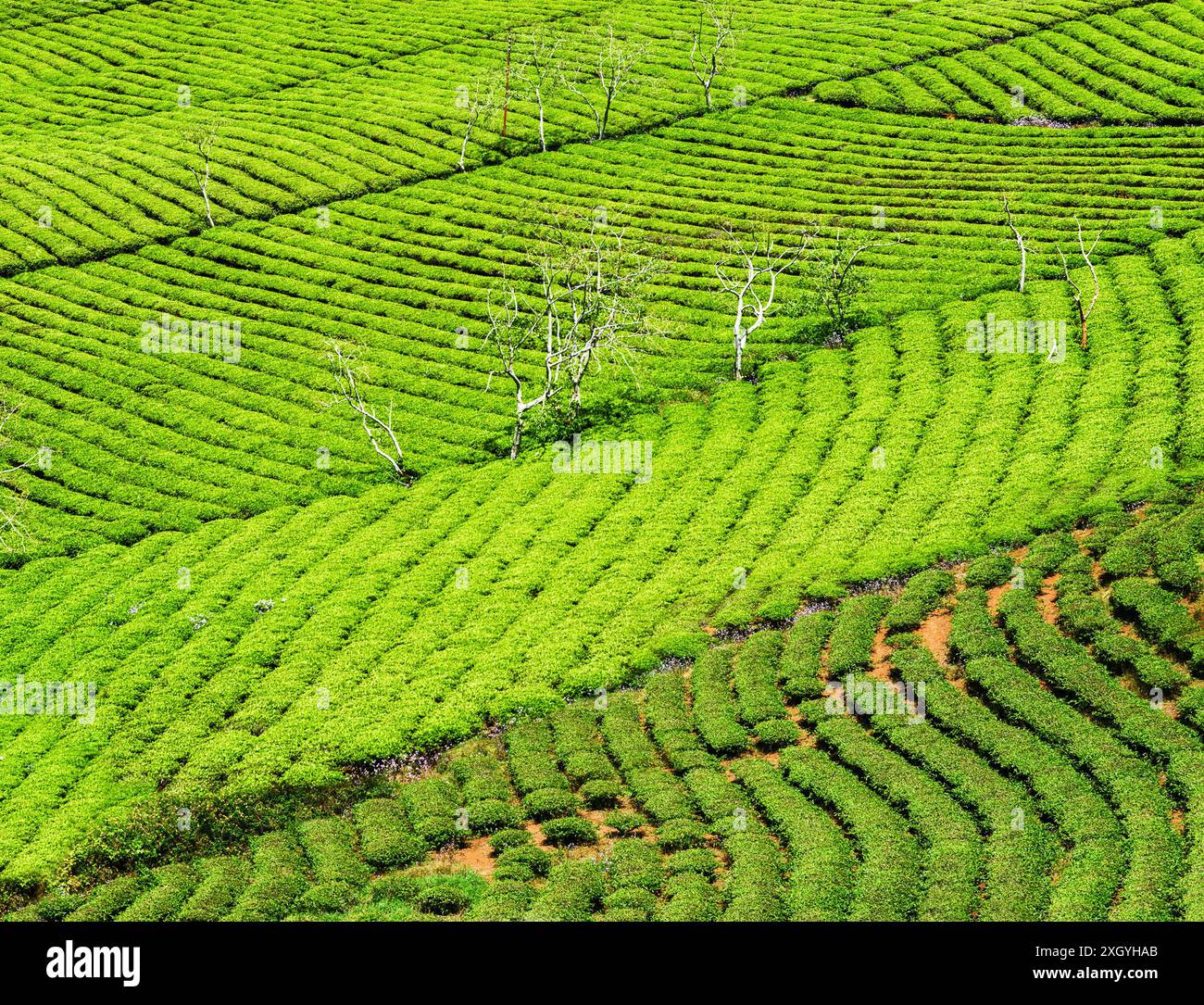 Beautiful bright green rows of tea bushes at tea plantation. Amazing ...