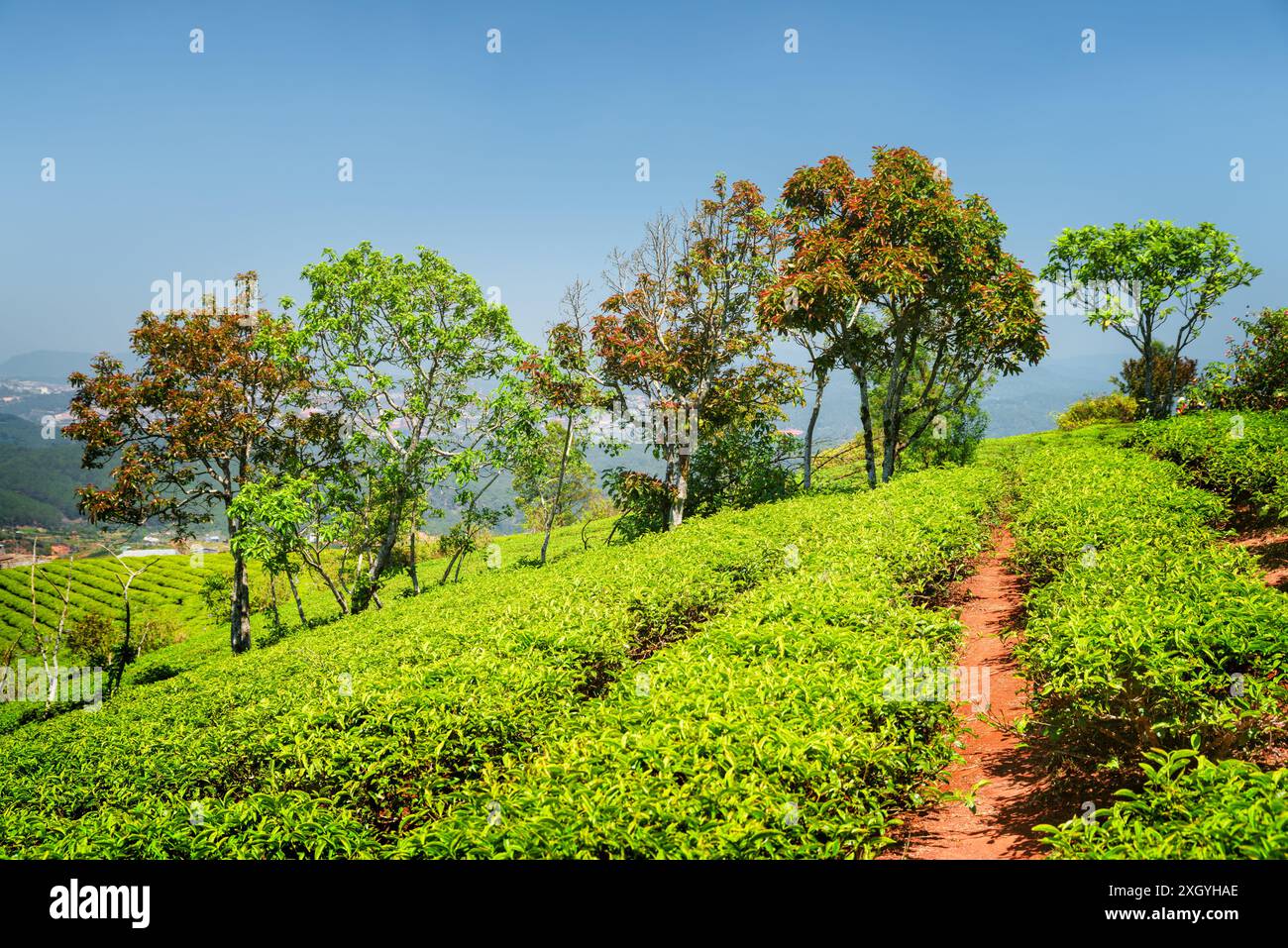 Closeup view of beautiful young upper fresh bright green tea leaves at ...