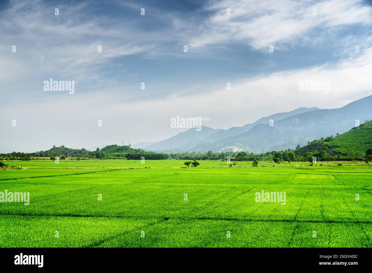 Scenic bright green rice fields. Amazing mountains are visible in ...