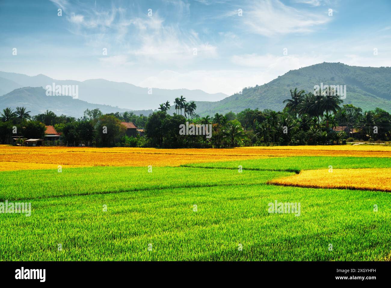 Stages of rice harvest hi-res stock photography and images - Alamy