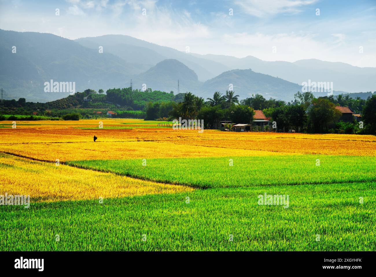 Stages of rice harvest hi-res stock photography and images - Alamy
