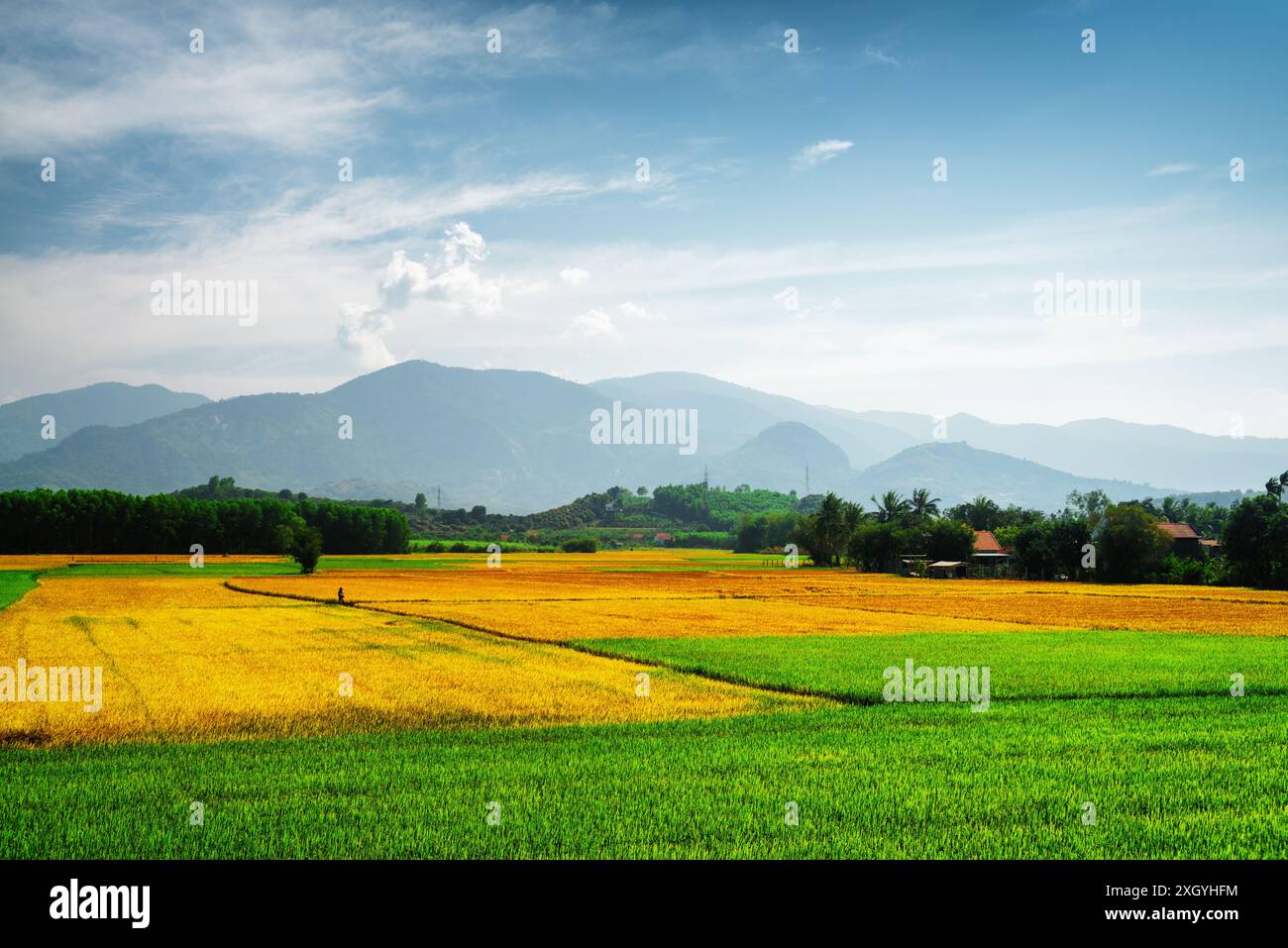 Stages of rice harvest hi-res stock photography and images - Alamy