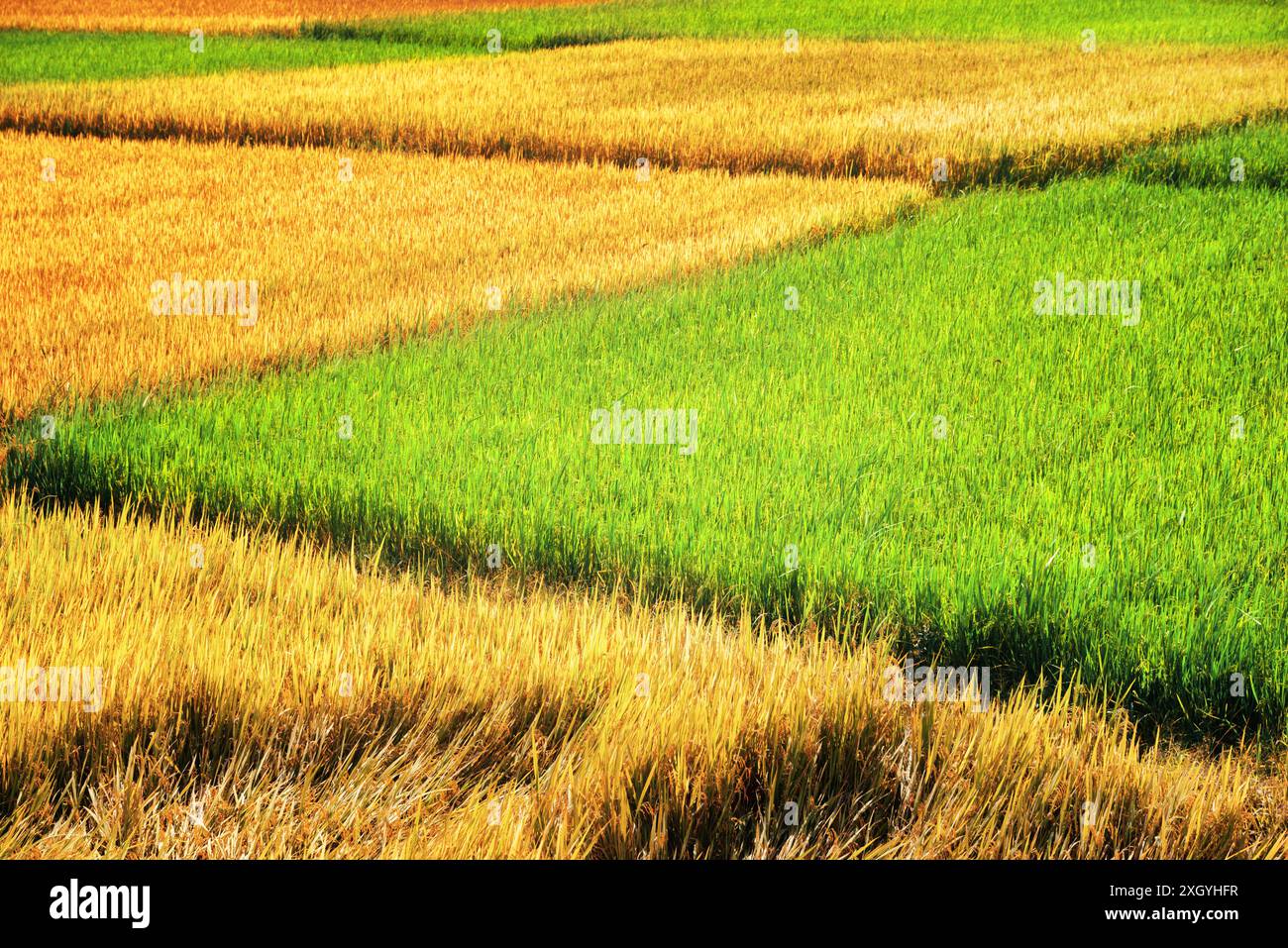 Amazing bright green, yellow and orange rice fields at different stages ...