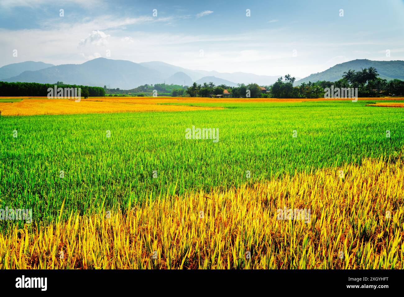 Stages of rice harvest hi-res stock photography and images - Alamy