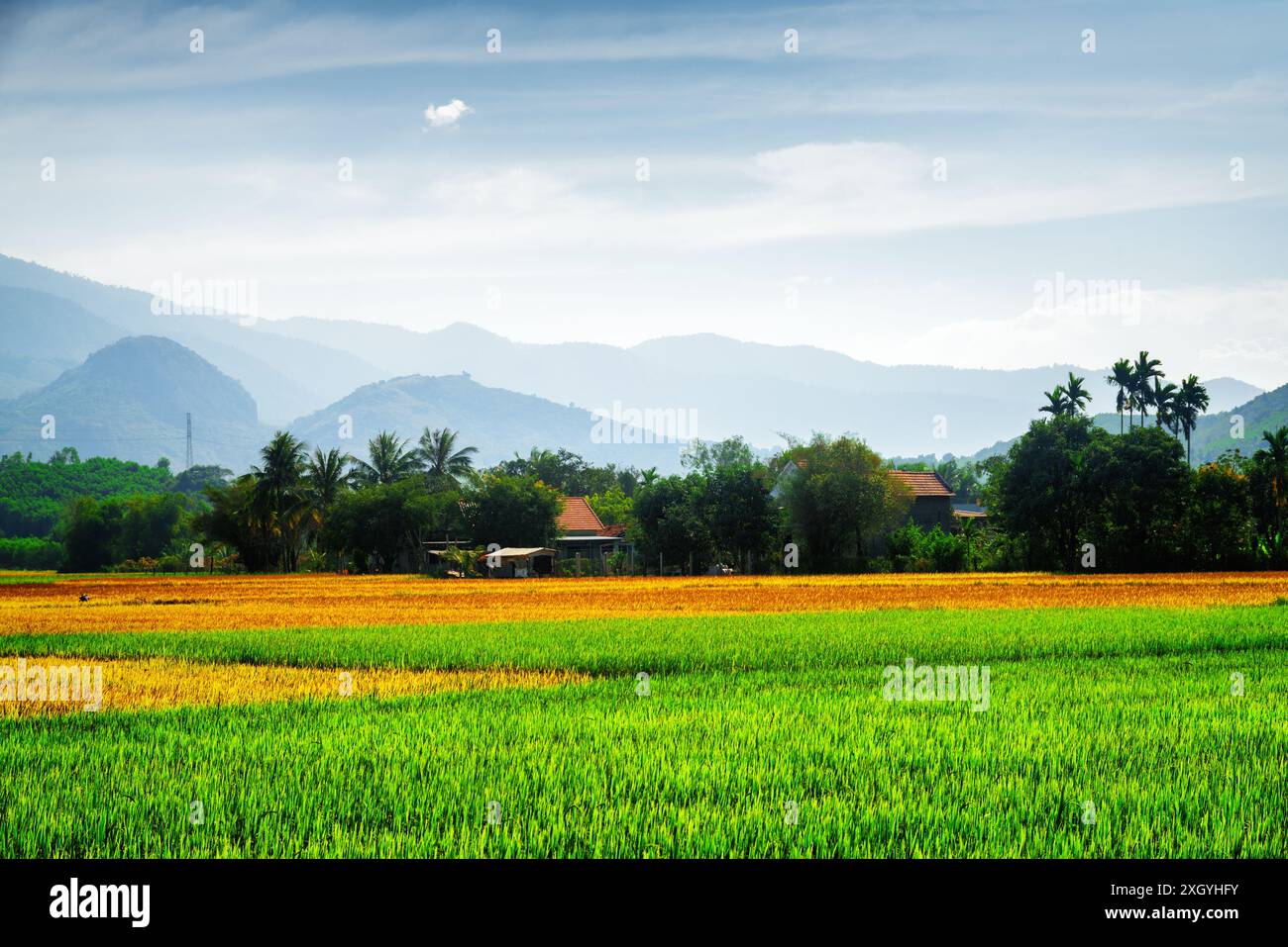 Amazing bright green, yellow and orange rice fields at different stages ...
