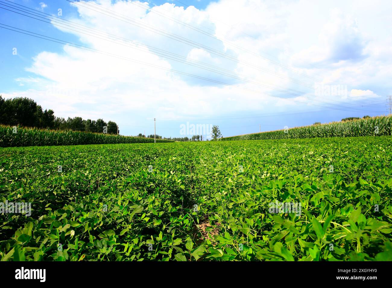 Peanut fields on farm hi-res stock photography and images - Alamy
