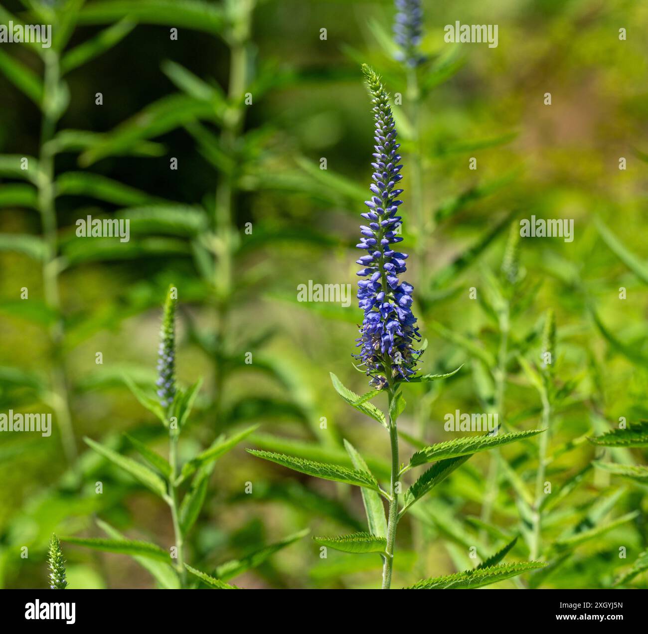Spiked speedwell (Veronica longifolia,). This rare plant species ...