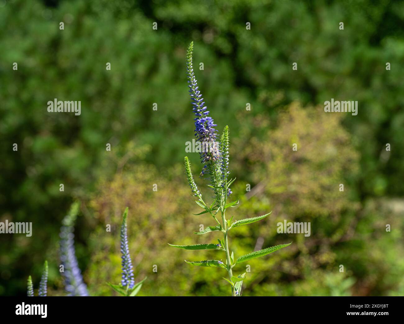 Spiked speedwell (Veronica longifolia,). This rare plant species ...