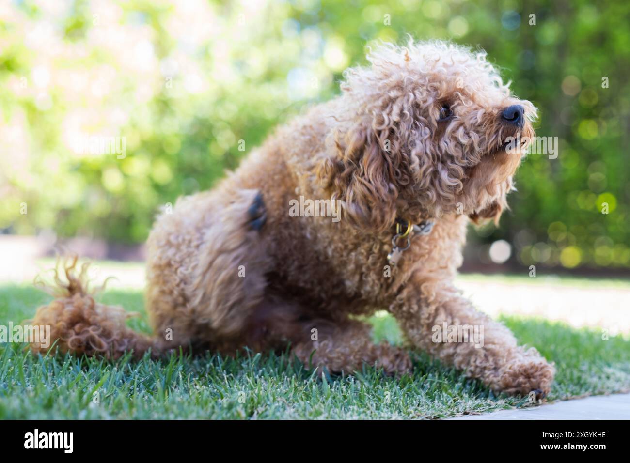 Scratches his ear hi-res stock photography and images - Alamy