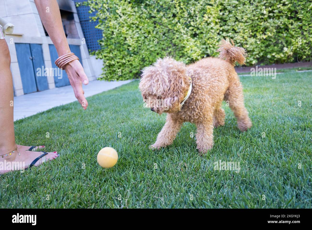 a small light brown toy poodle dog plays with his owner to catch the ...