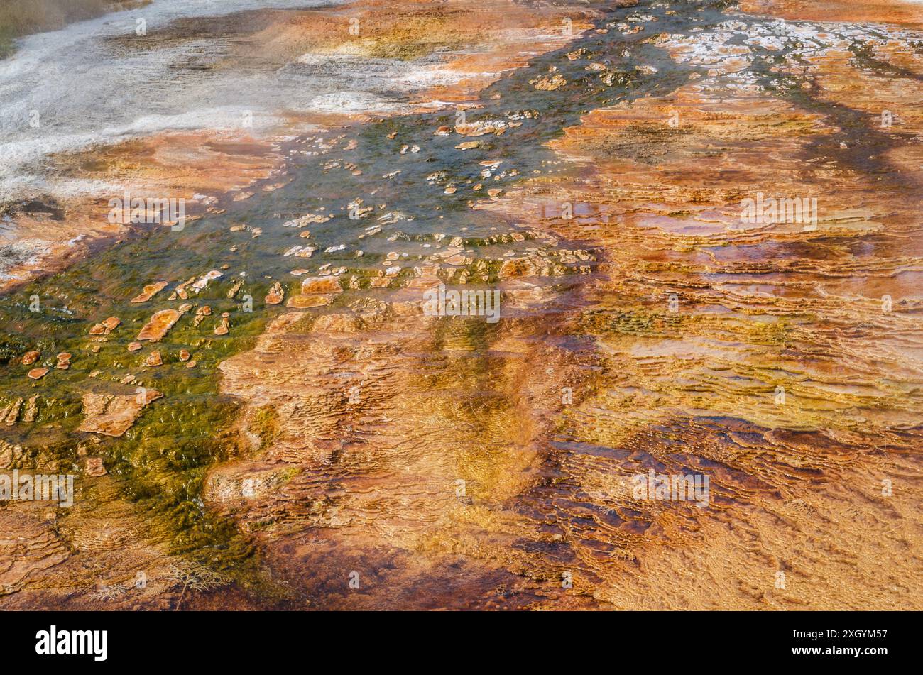 The Dryad Spring, Mammoth Hot Springs, Yellowstone Hotspot Volcano ...
