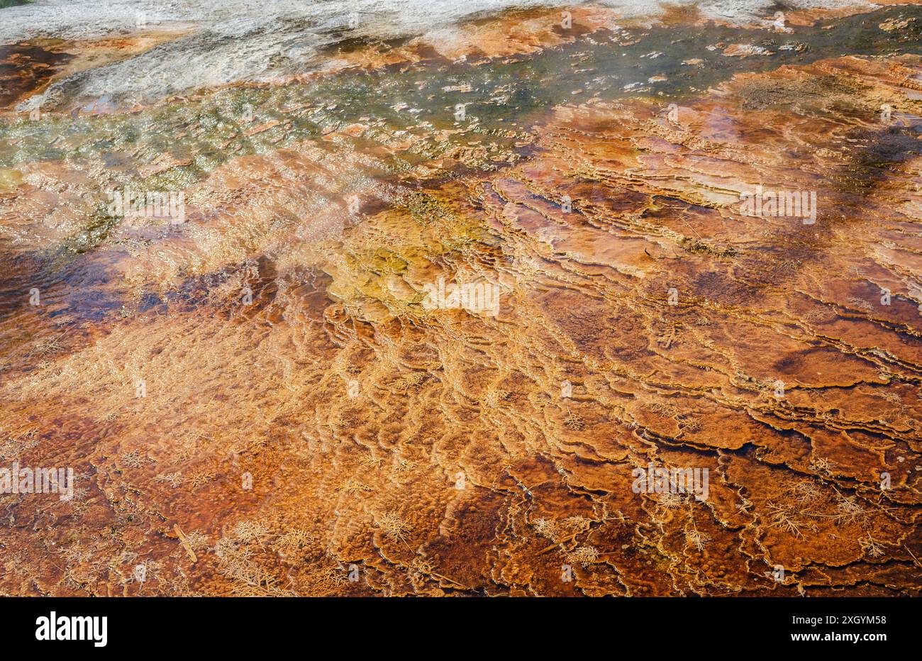 The Dryad Spring, Mammoth Hot Springs, Yellowstone Hotspot Volcano ...