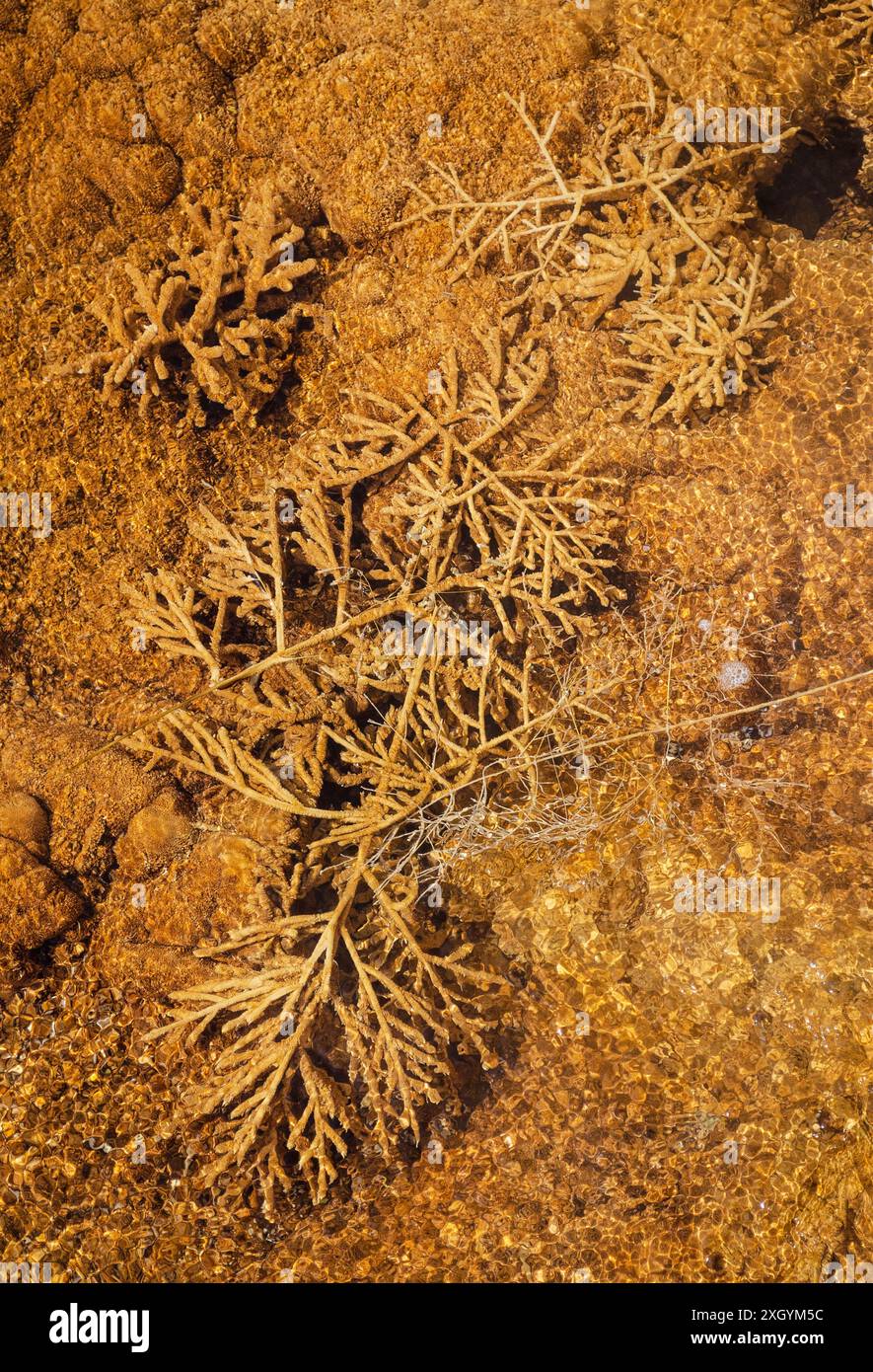 The Dryad Spring, Mammoth Hot Springs, Yellowstone Hotspot Volcano ...