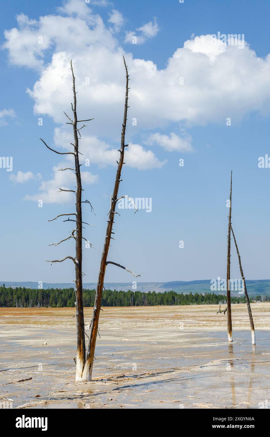 The White silica-rich sinter on the Ground by the Hydrothermal Waters ...