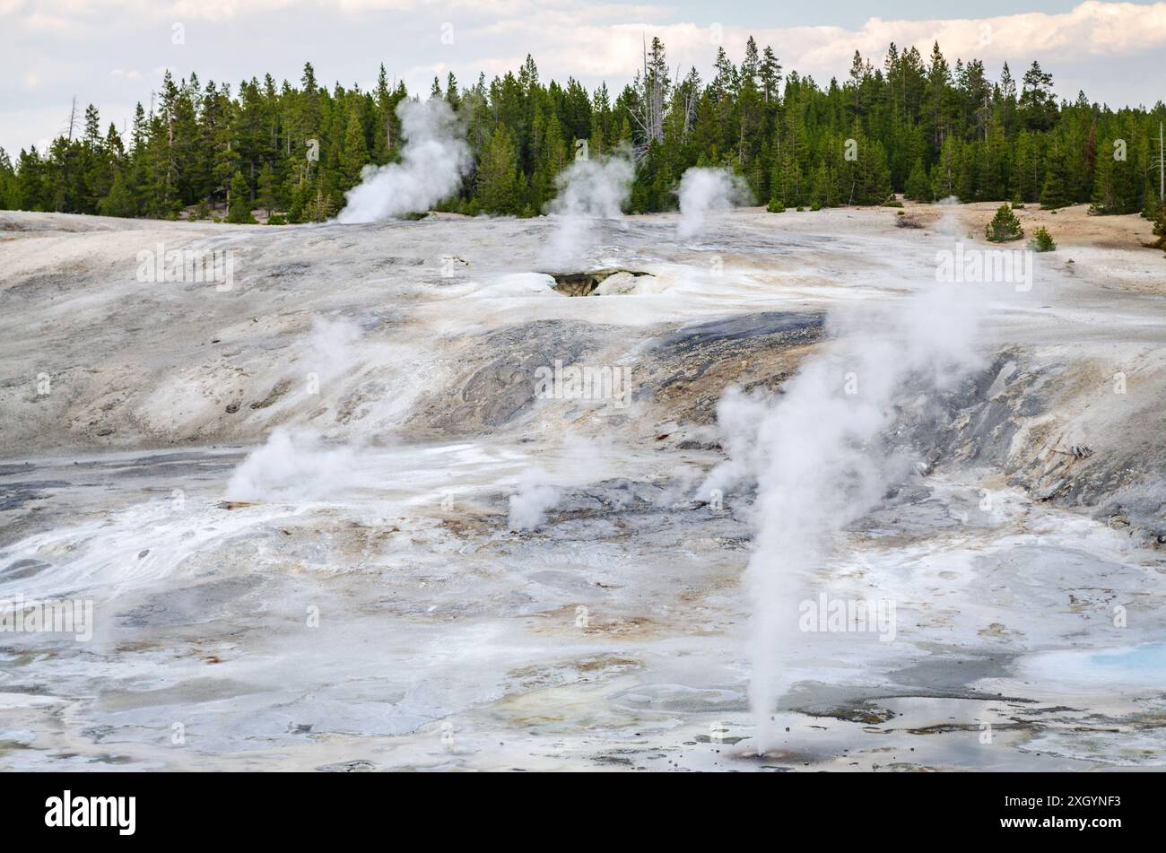The Porcelain Basin Trail at Norris Geyser Basin with White silica-rich ...