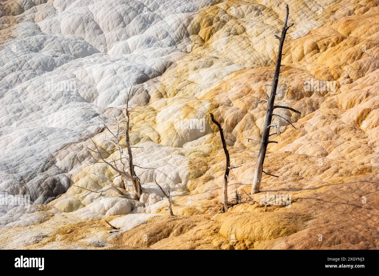 The Palette Springs. Devils thumb at the Mammoth Hot Springs ...