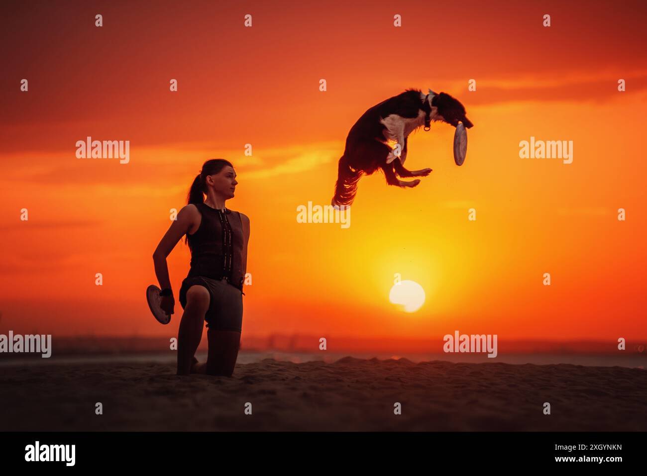 Dogs, flying dog, dog frisbee, dog with owner Stock Photo - Alamy