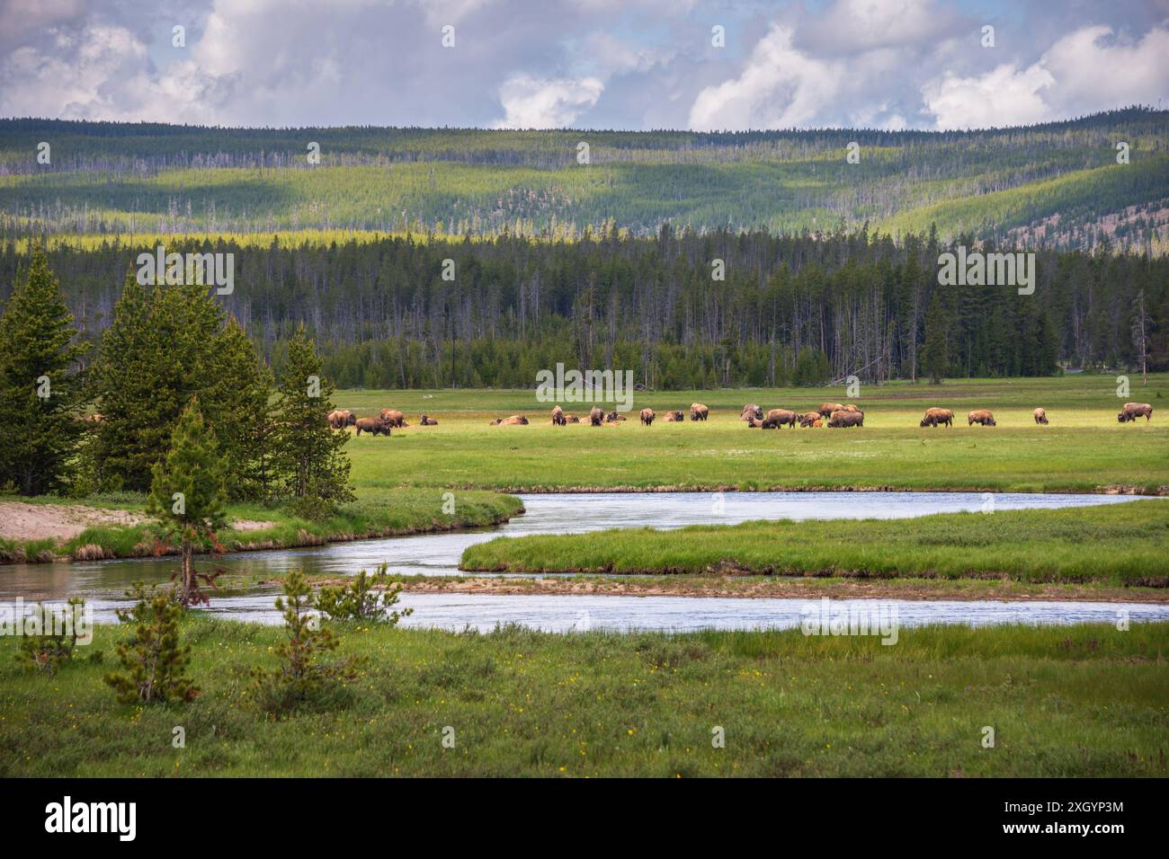 A Herd of Yellowstone bison, Buffalo at Yellowstone National Park my a ...