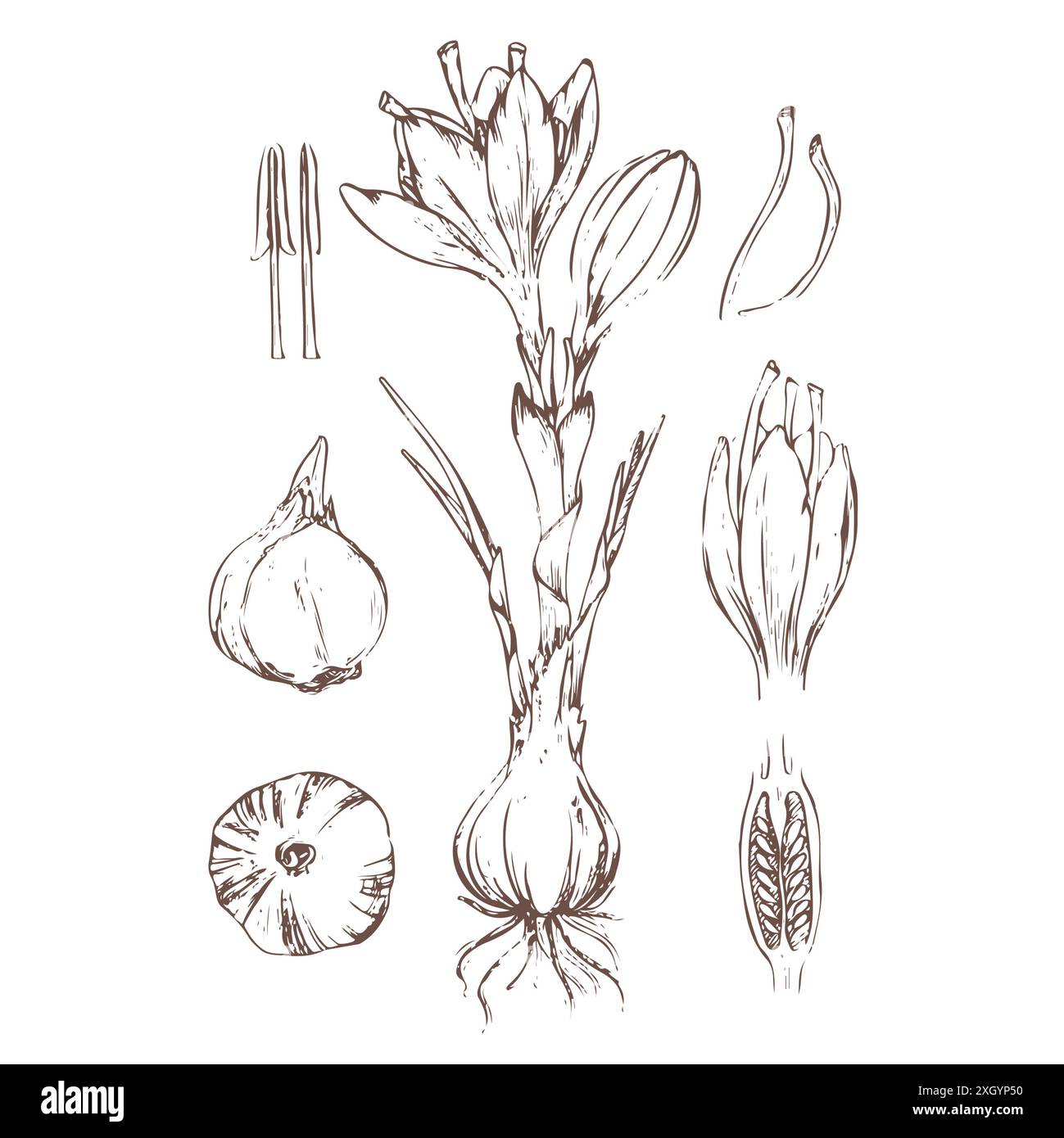 A set with hand-drawn graphics of flowers and saffron bulbs. Pistils ...