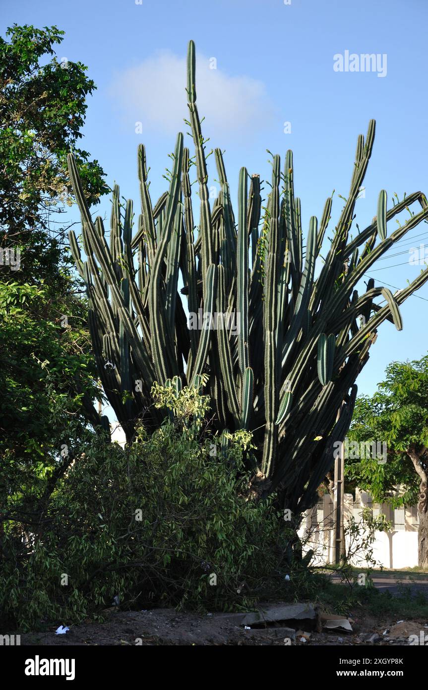 Cactus plant, Inhambane, Mozambique Stock Photo - Alamy