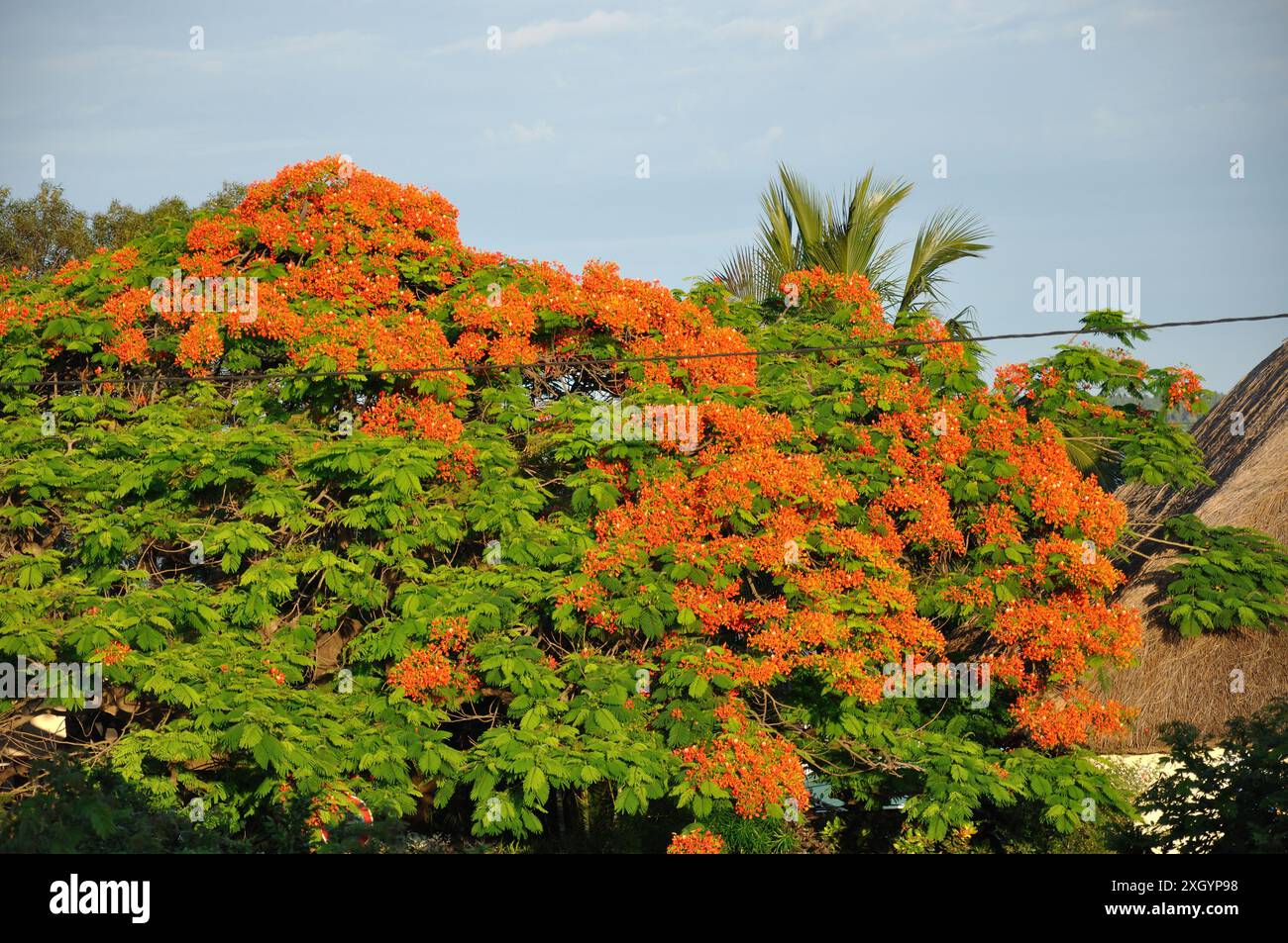 Magnificent Flame tree, Mexixe, Inhambane, Mozambique Stock Photo - Alamy