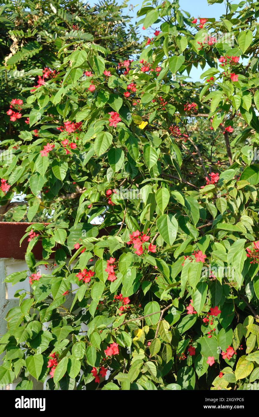 Flowerng shrub hi-res stock photography and images - Alamy