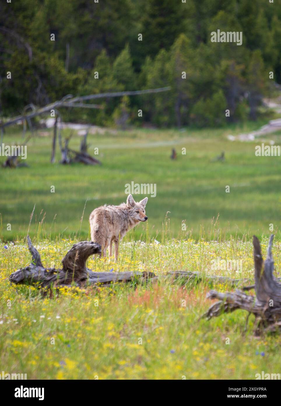 Ecosystem dynamics hi-res stock photography and images - Alamy