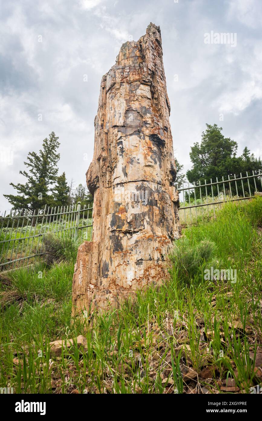 A Vertical View Of The Famous Petrified Tree In Yellowstone National ...