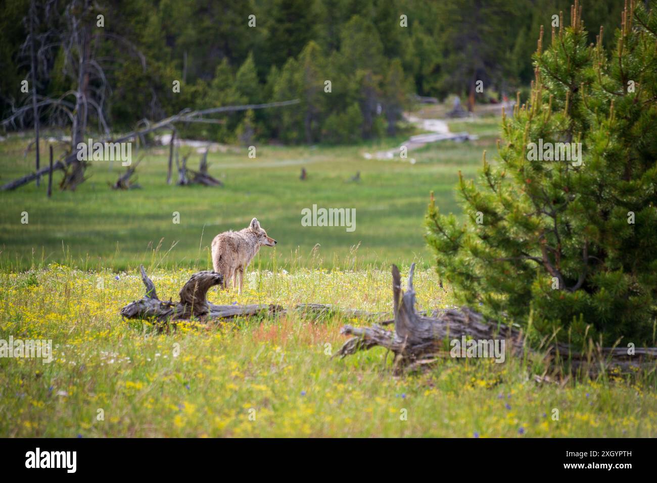 A Gray Wolf in the Pine Forest at Yellowstone National Park Stock Photo ...