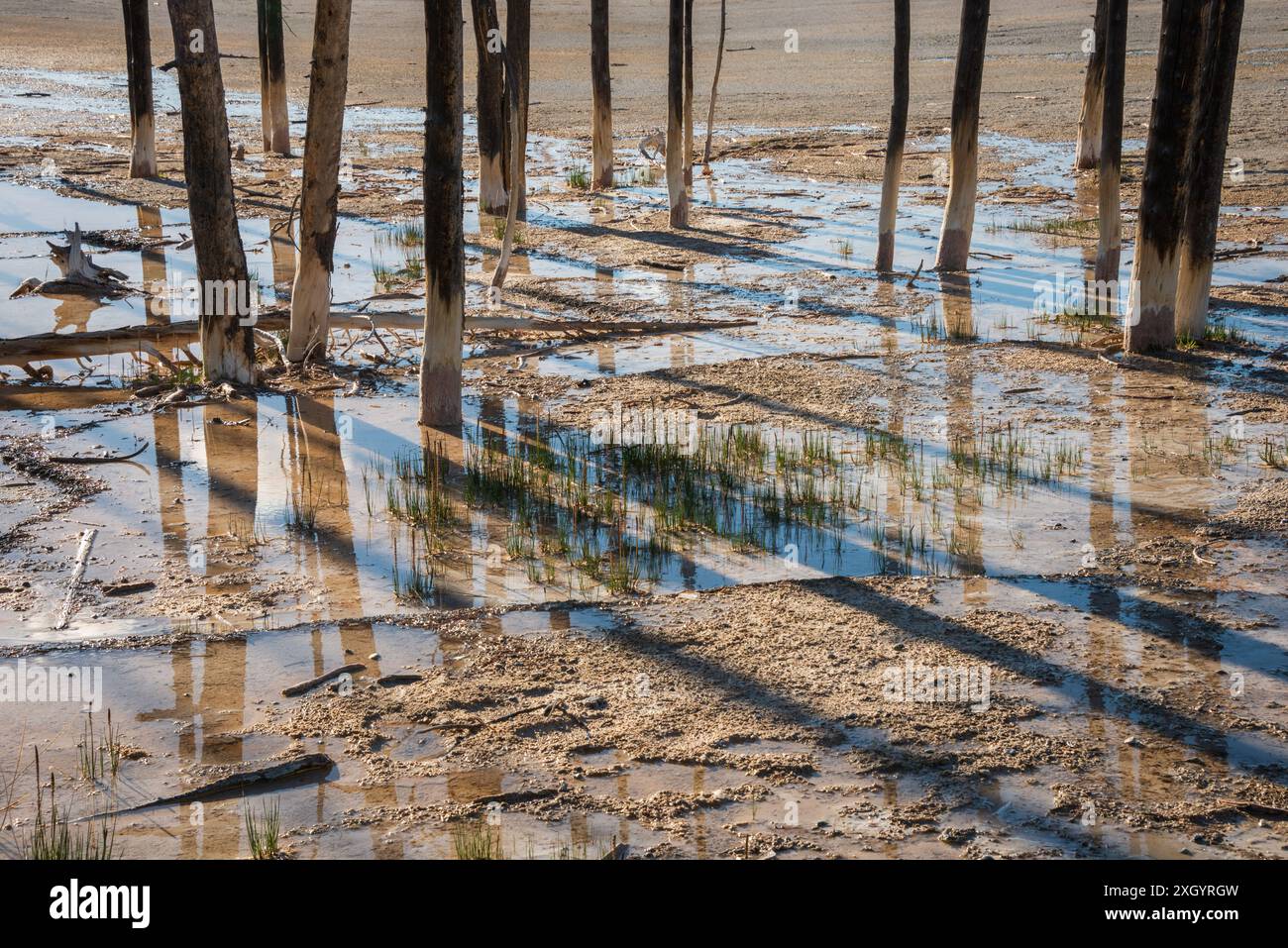 Silica coated tree trunks hi-res stock photography and images - Alamy
