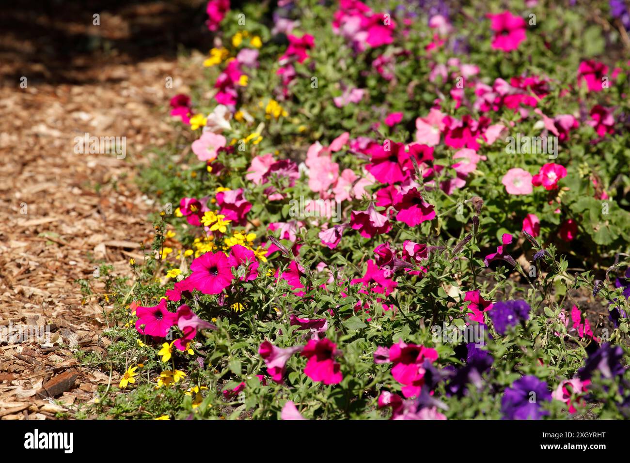 Colorful blooming primroses in a flower bed, Closeup, Germany Stock ...