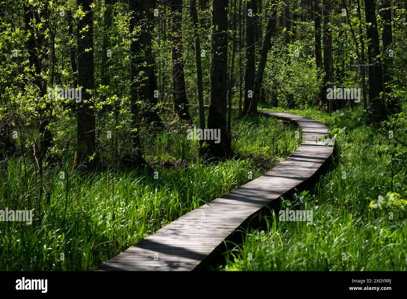 Wooden footbridge curving through swamp wet green woodland disappearing ...