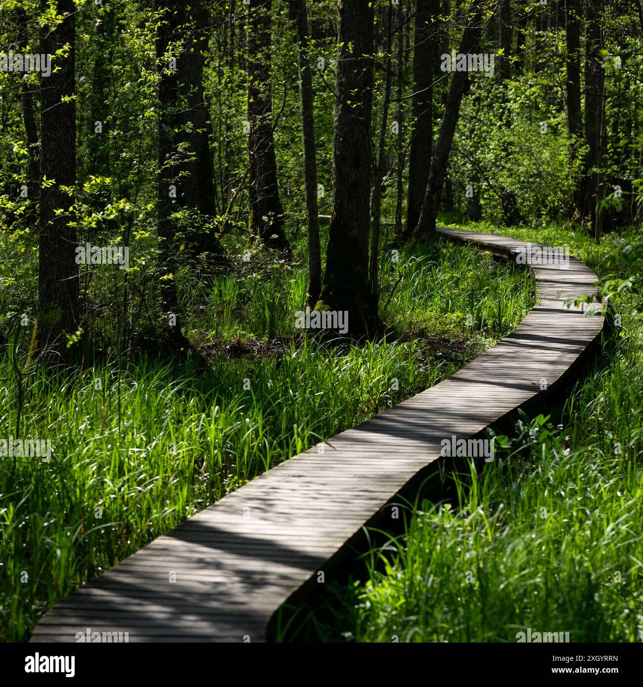 Wooden footbridge curving through swamp wet green woodland disappearing ...