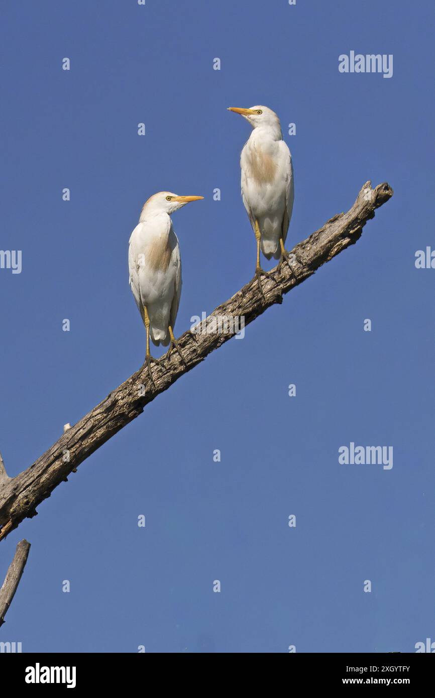 specimens of western cattle egret use an old branch as a perch ...