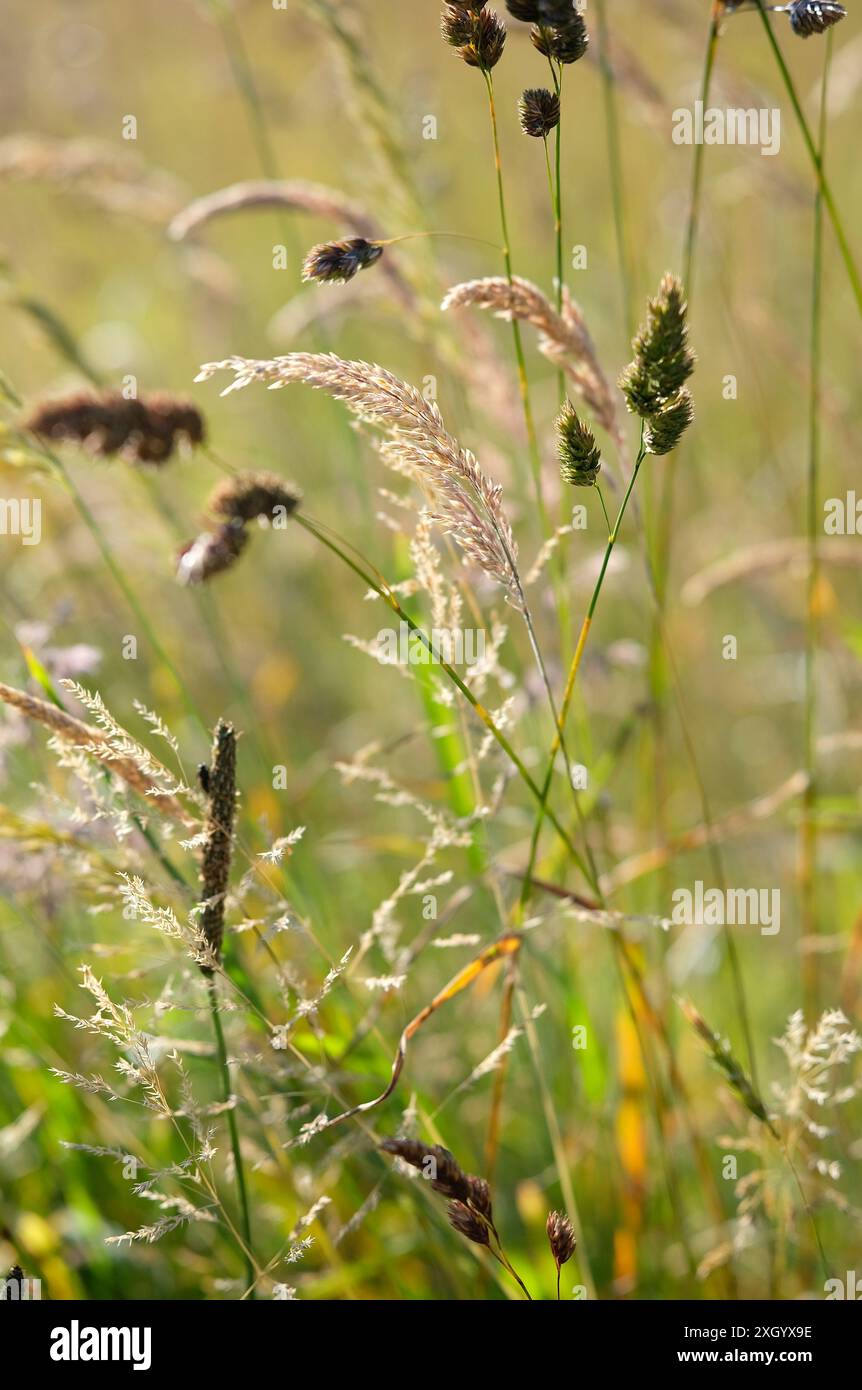 Types of grasses hi-res stock photography and images - Alamy