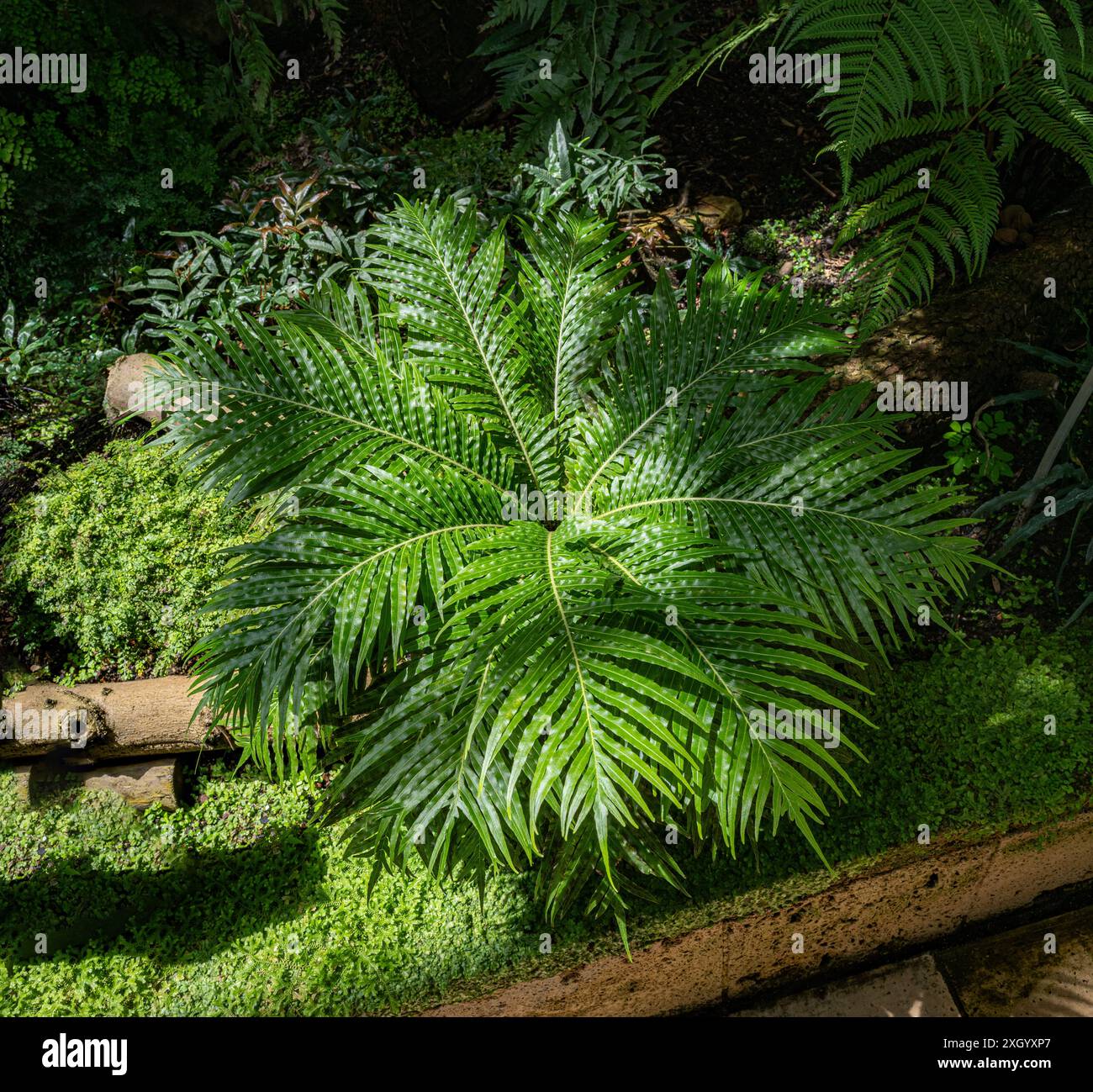 Silver lady or Dwarf tree fern (Blechnum gibbum), Blechnaceae Stock ...